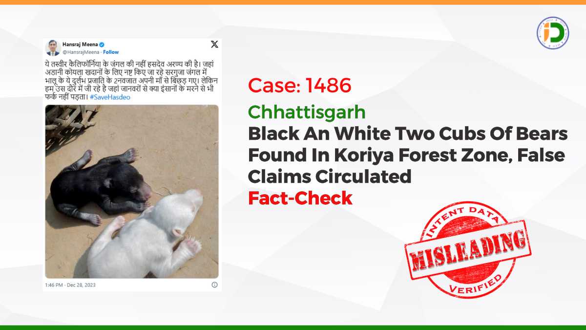 Two bear cubs separated from mother in the Hasdeo Arand forest?